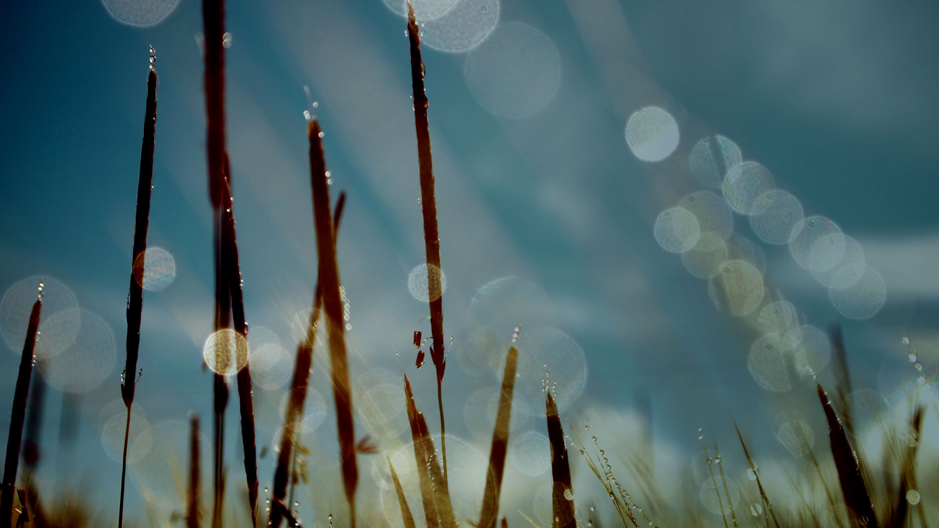 Challenger annuities via BT Panorama - Investments | BT Professional